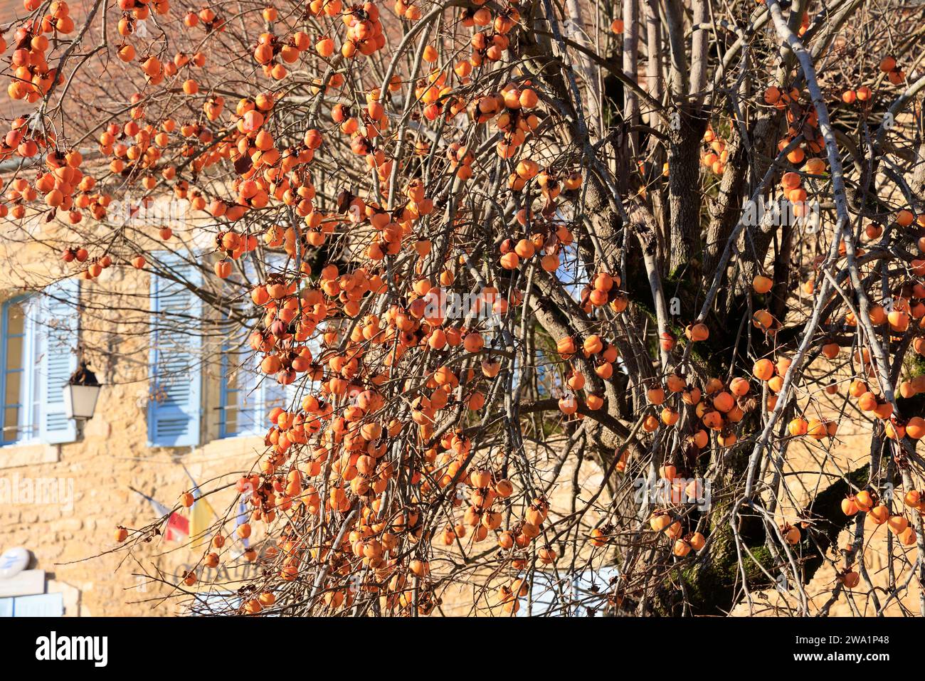 This tree is a persimmon tree whose fruit is persimmon. Ripe persimmons ...