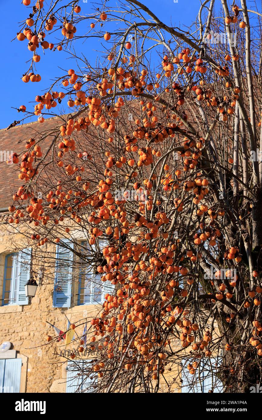 This tree is a persimmon tree whose fruit is persimmon. Ripe persimmons ...