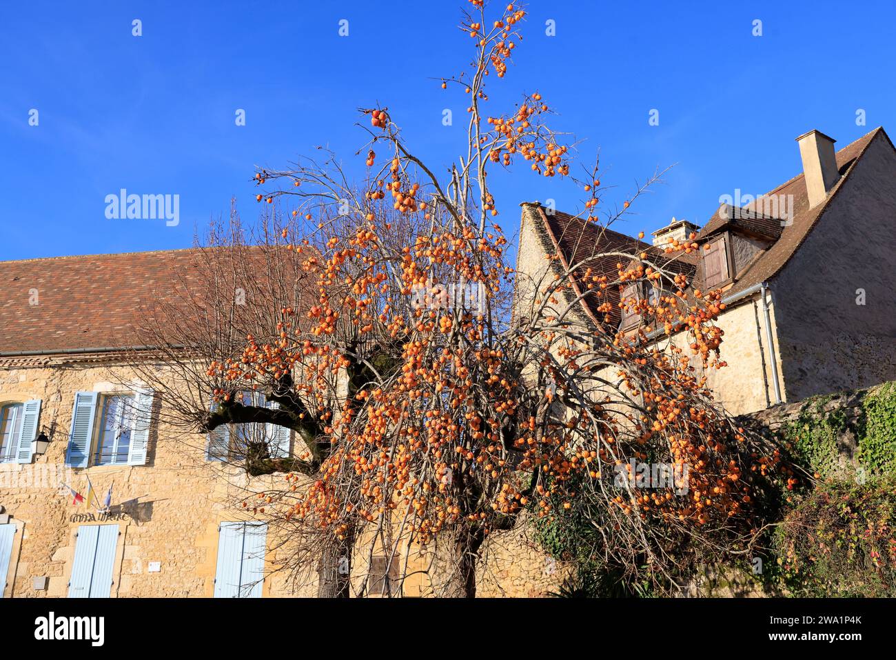 This tree is a persimmon tree whose fruit is persimmon. Ripe persimmons ...