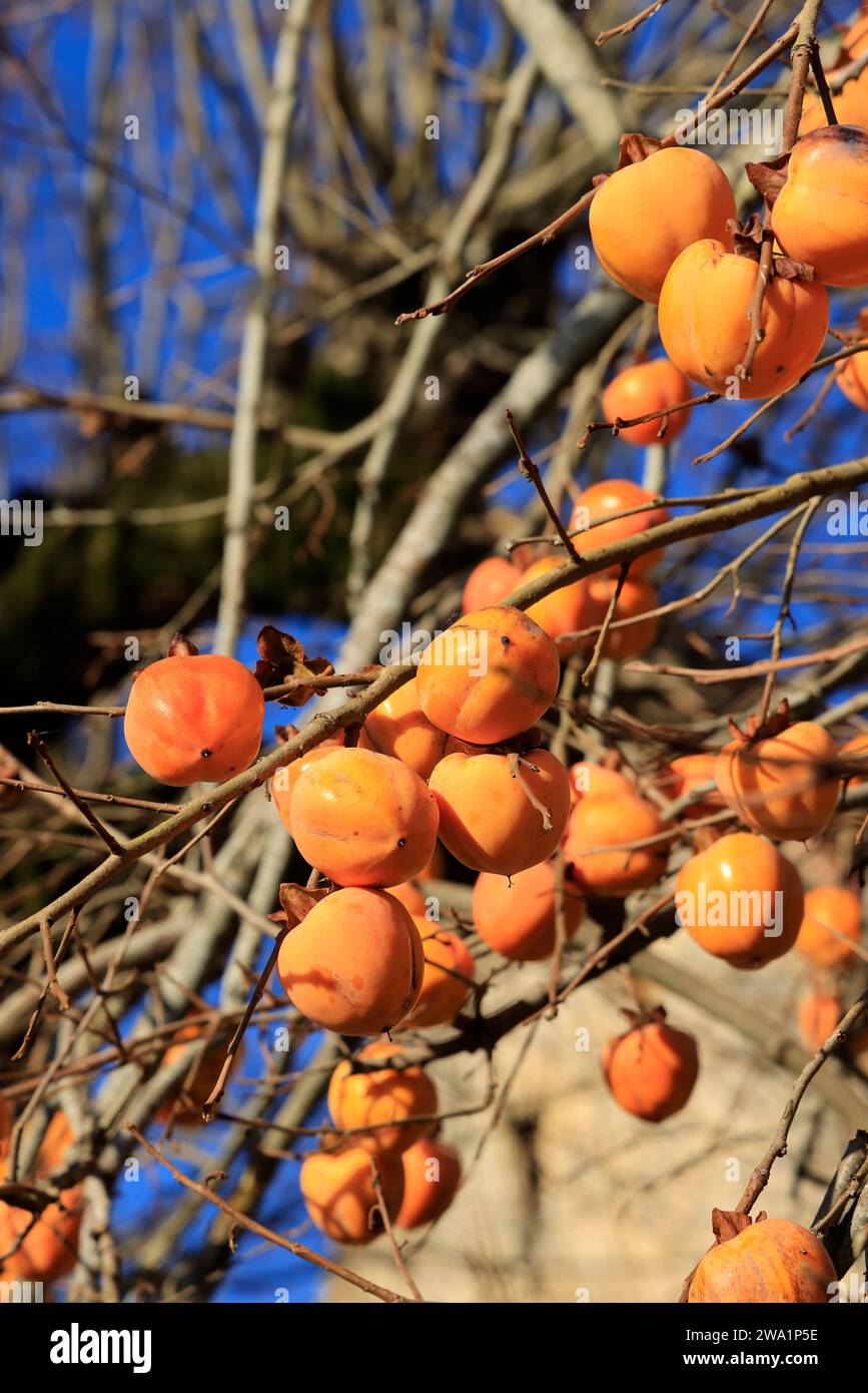 This tree is a persimmon tree whose fruit is persimmon. Ripe persimmons ...