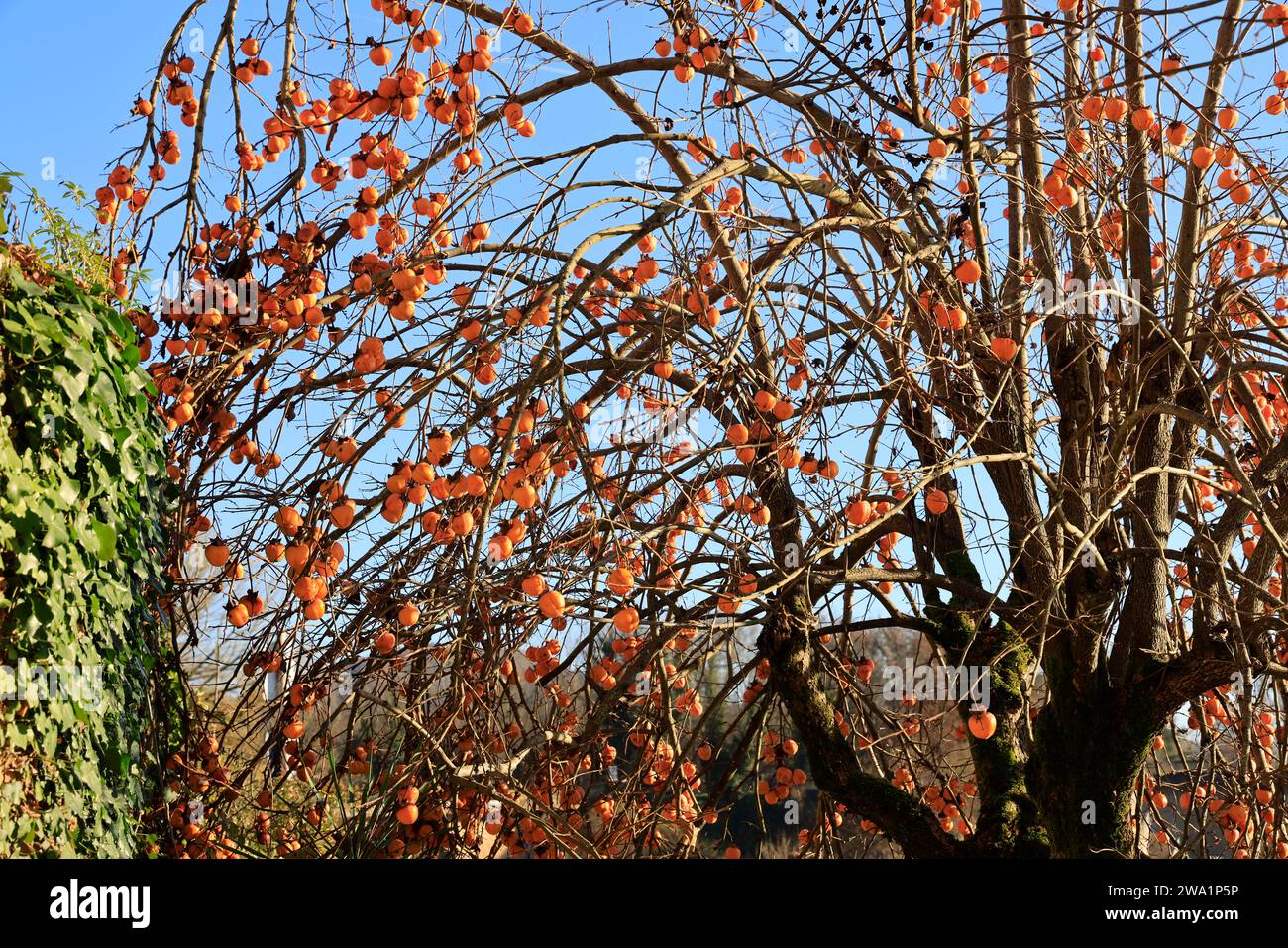 This tree is a persimmon tree whose fruit is persimmon. Ripe persimmons ...