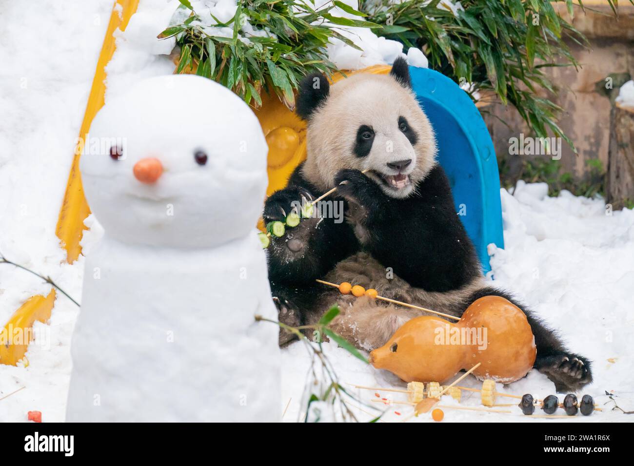 CHONGQING, CHINA - JANUARY 1, 2024 - A giant panda eats next to a ...