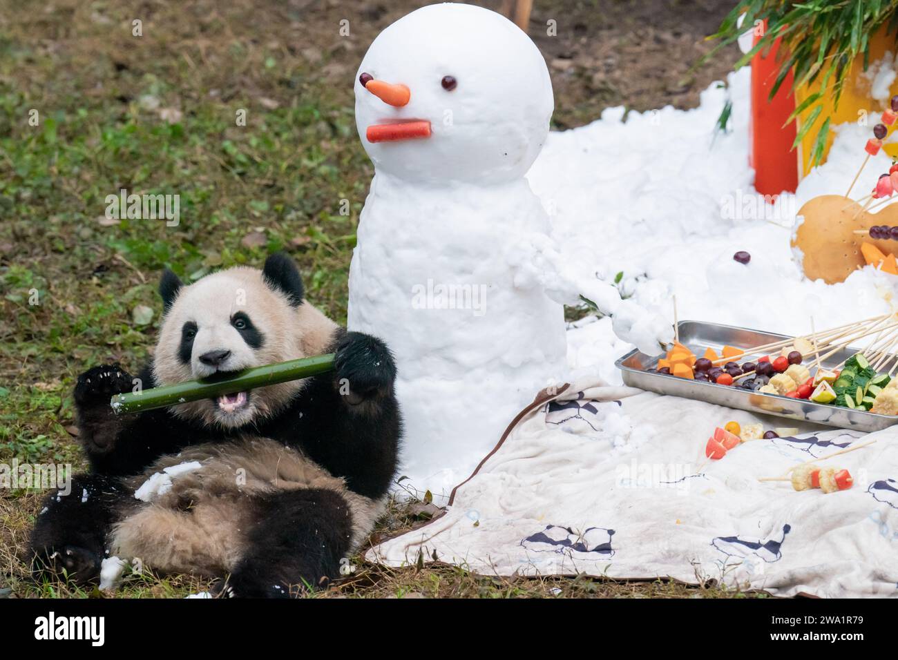 CHONGQING, CHINA - JANUARY 1, 2024 - A giant panda eats next to a ...