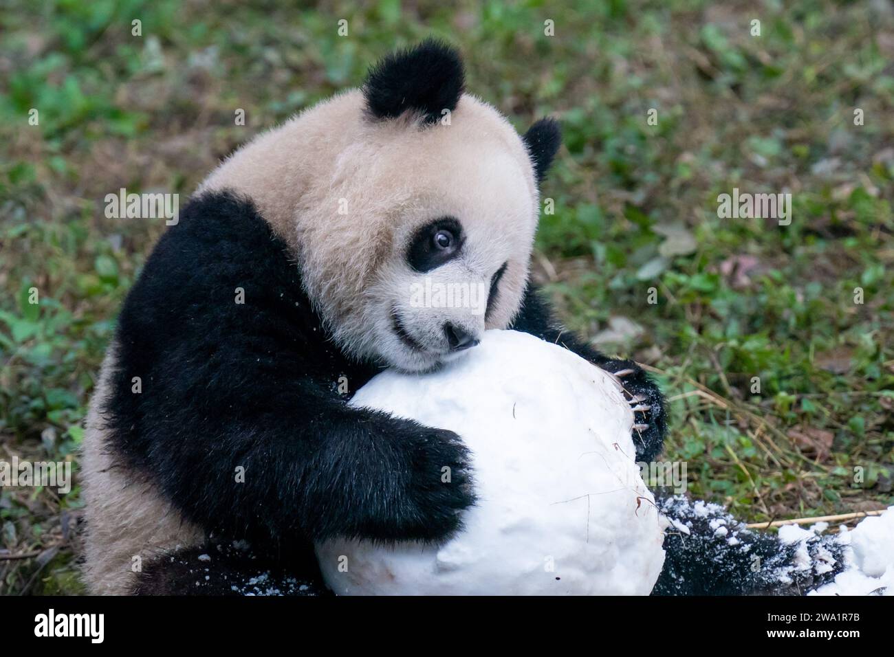 CHONGQING, CHINA - JANUARY 1, 2024 - A giant panda play with a snowman ...