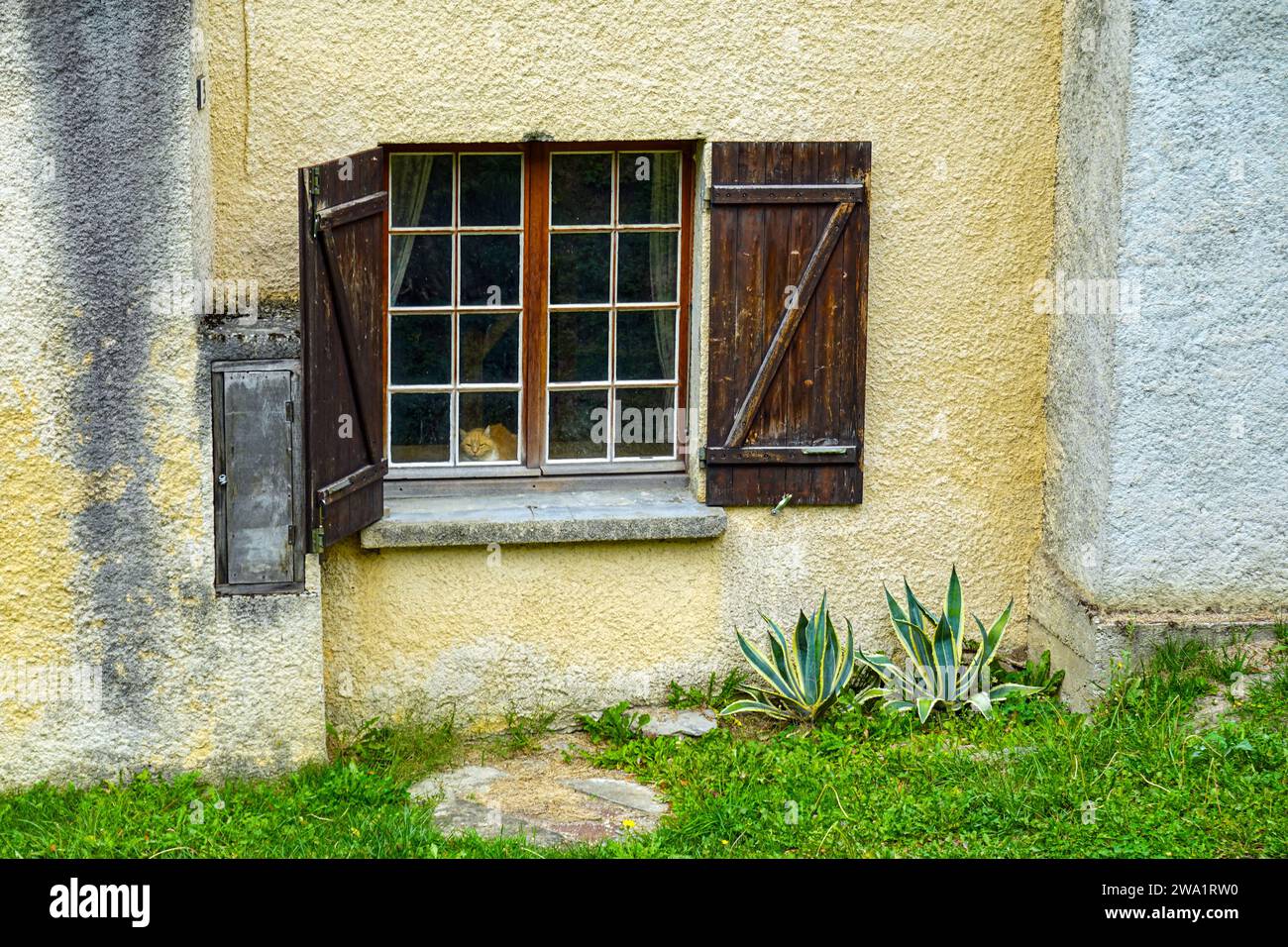 Old ginger tom cat looks out of dirty windows with hi-res stock ...