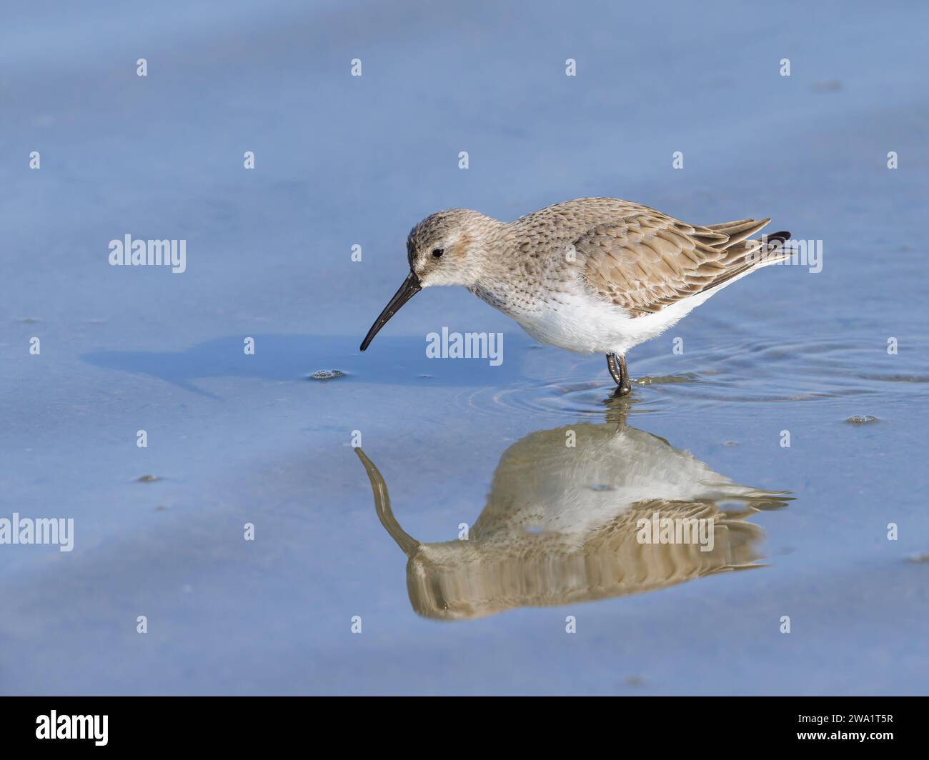 A Broad-billed Sandpiper walking in water, sunny morning in springtime ...
