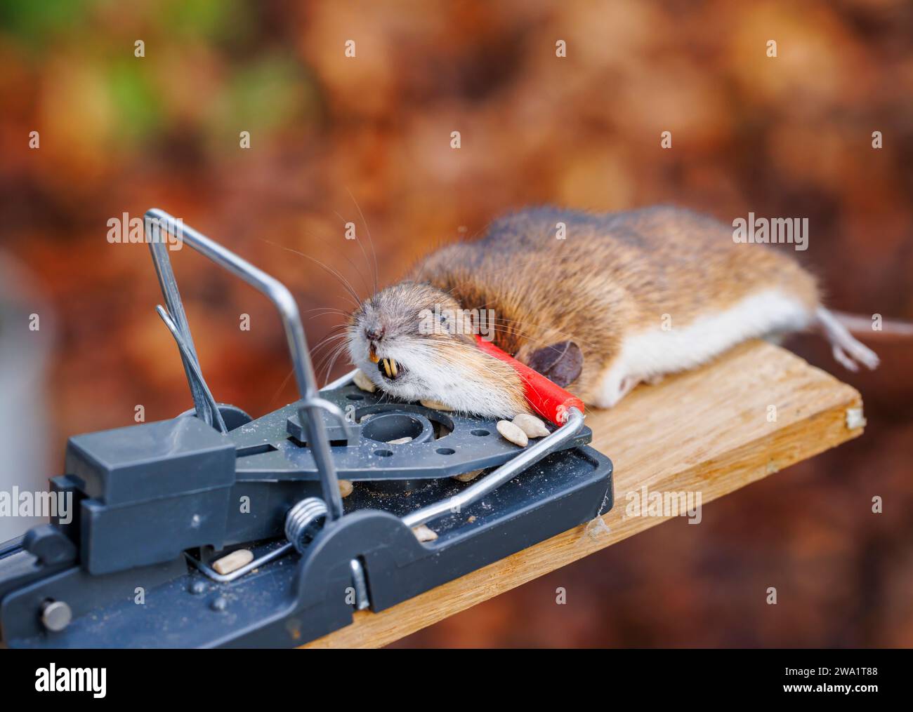 A dead house mouse (Mus musculus) caught in a typical traditional ...