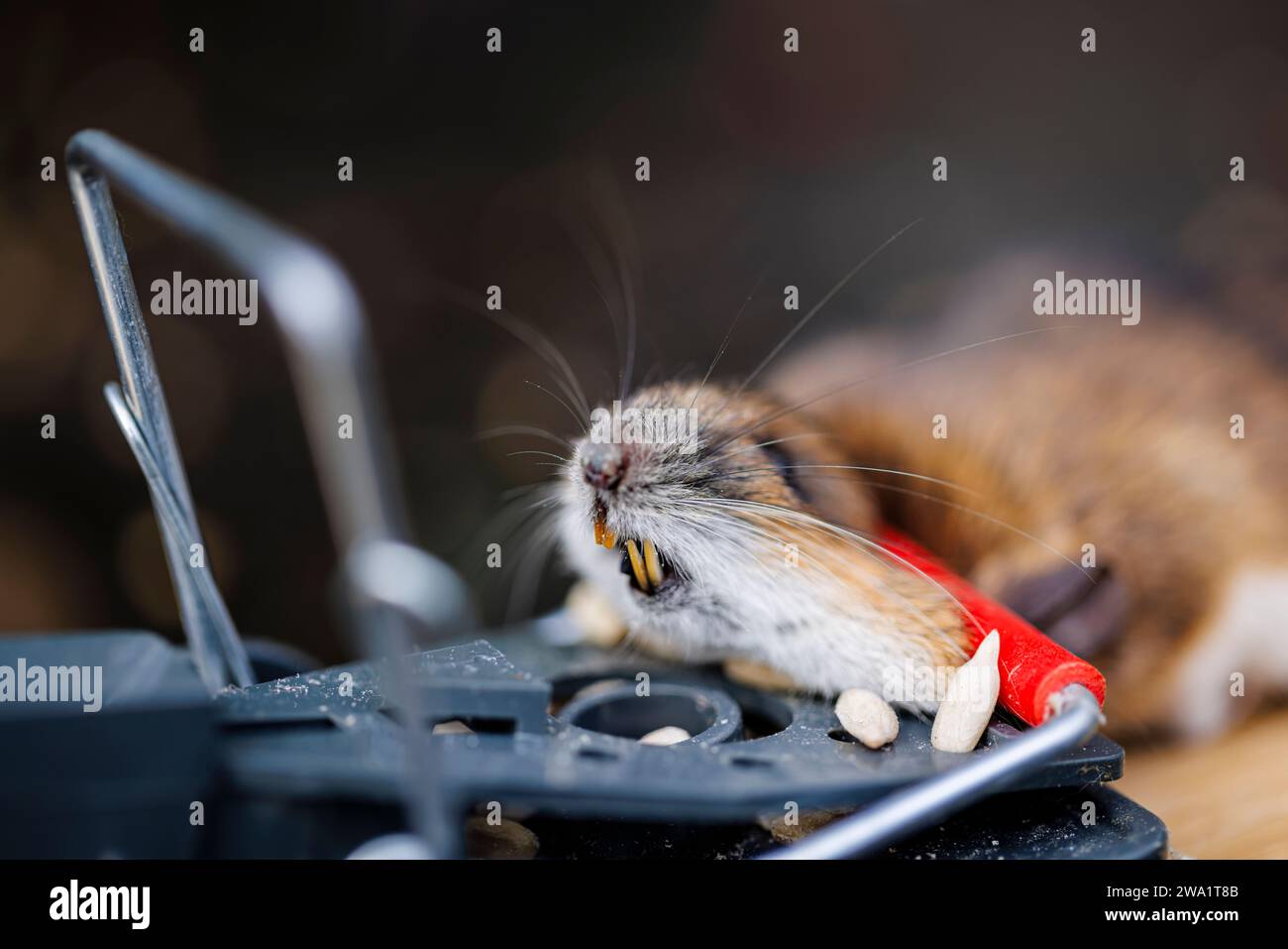 A dead house mouse (Mus musculus) caught in a typical traditional ...