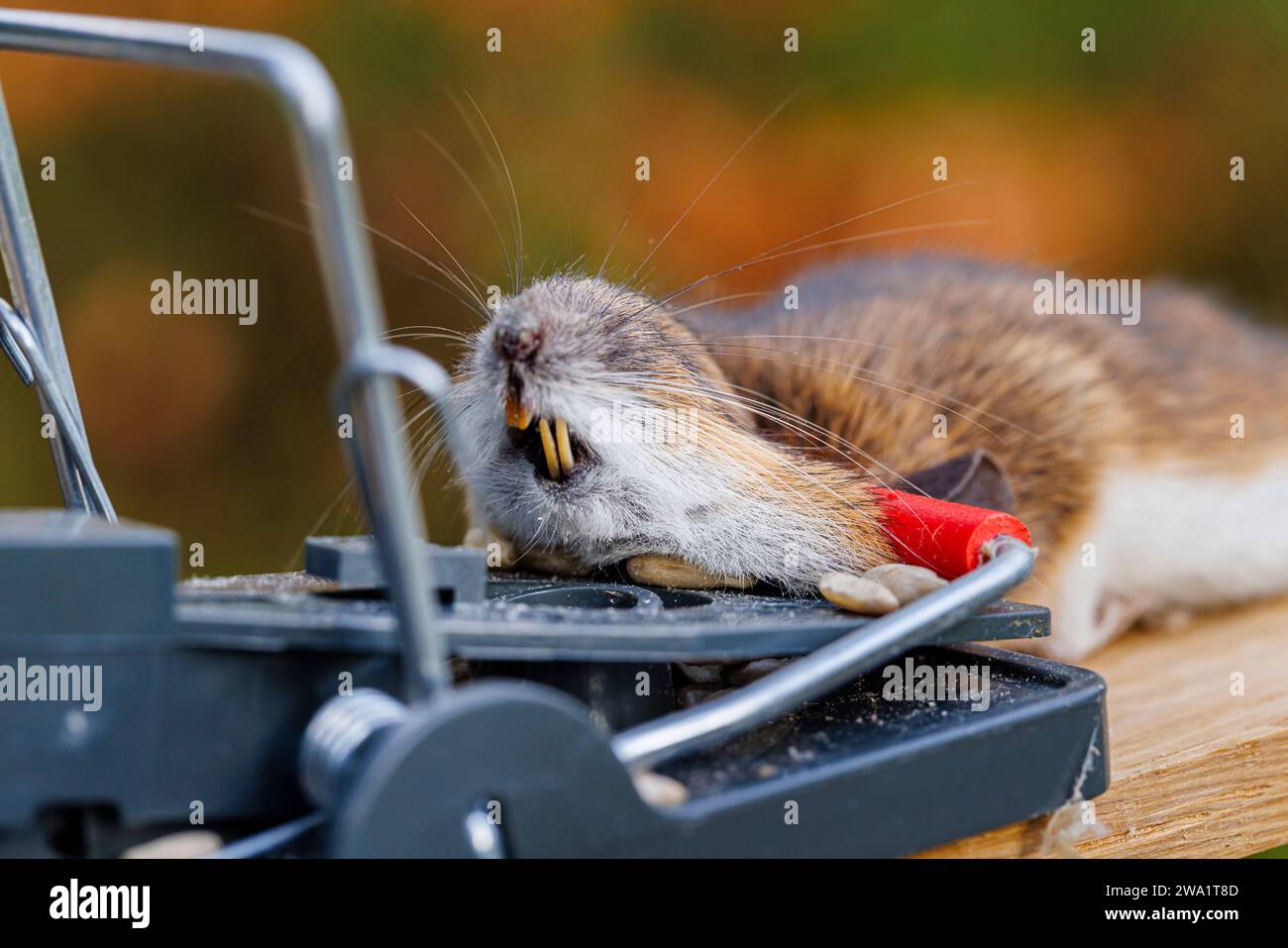 A dead house mouse (Mus musculus) caught in a typical traditional ...
