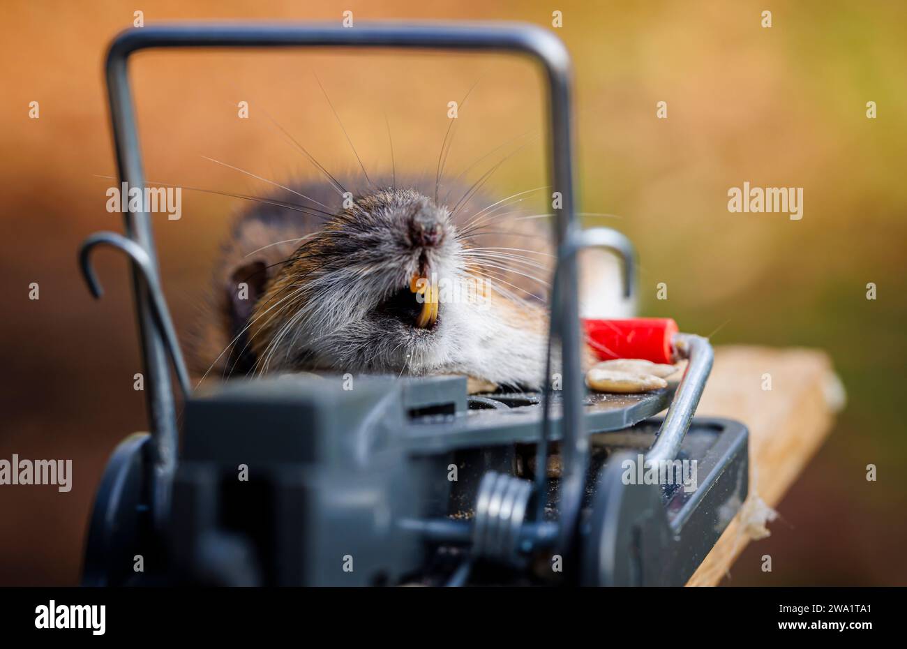 A dead house mouse (Mus musculus) caught in a typical traditional ...