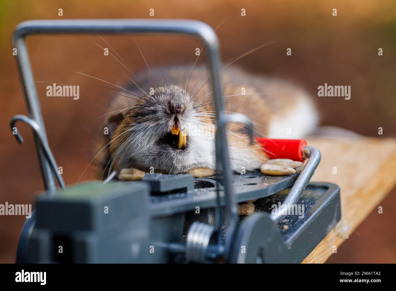 A dead house mouse (Mus musculus) caught in a typical traditional ...