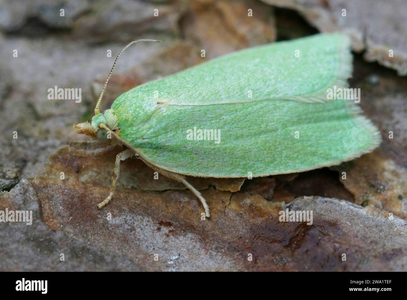 Natural closeup of a colorful small Green Oak Tortrix micro moth ...