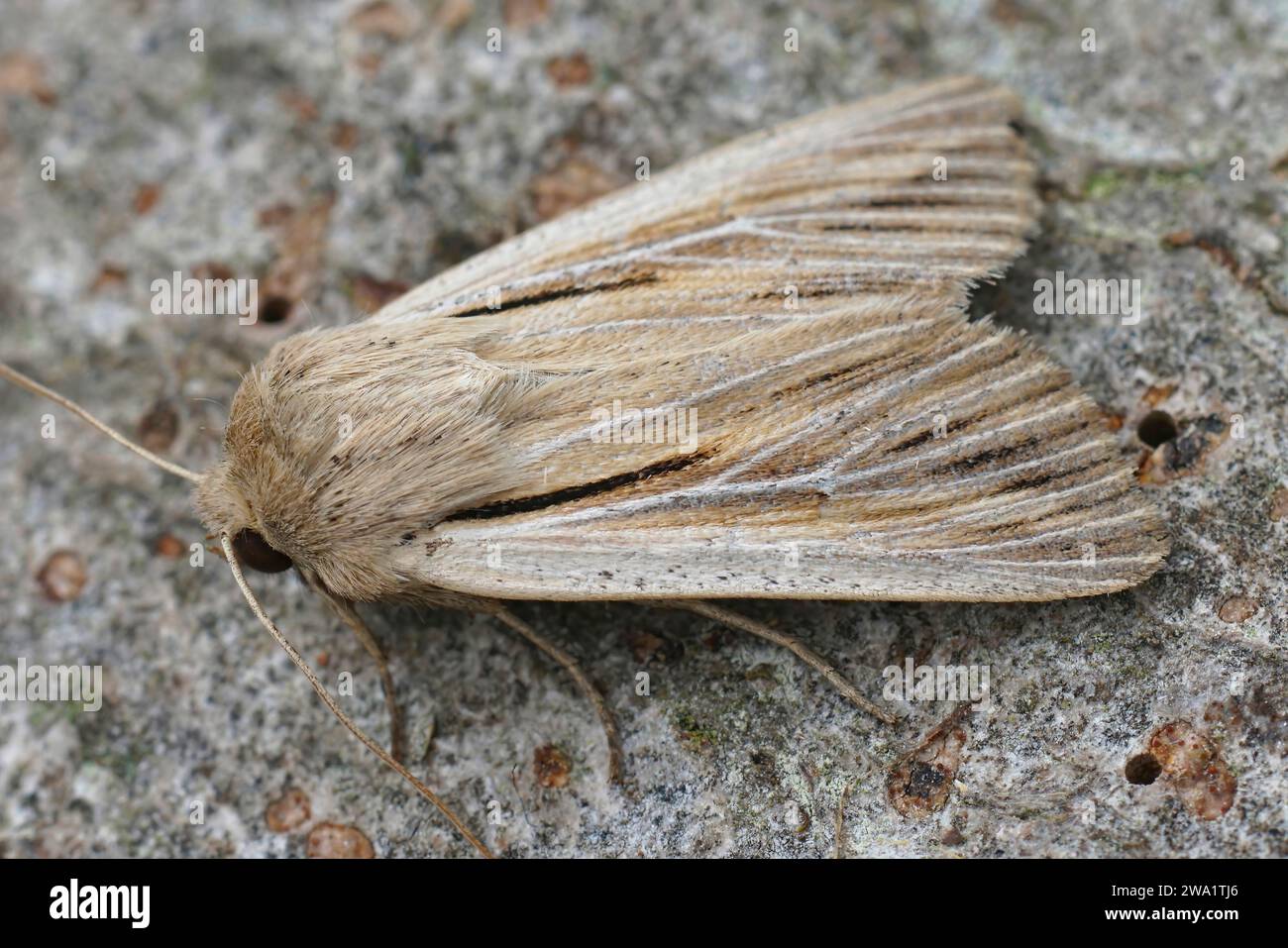 Detailed closeup on a fresh emerged shoulder-striped wainscot moth ...