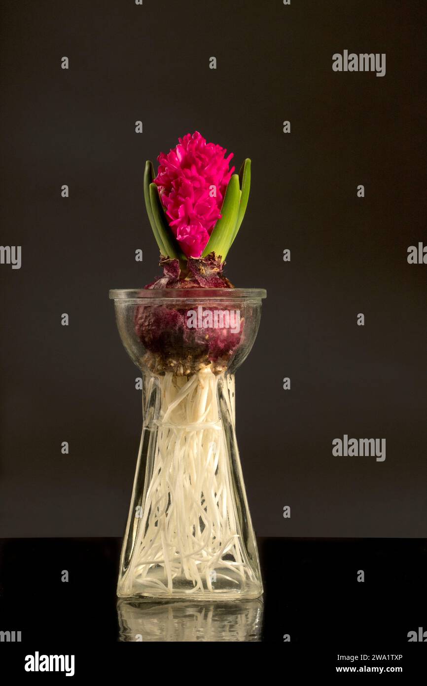 Bulbous roots hi-res stock photography and images - Alamy