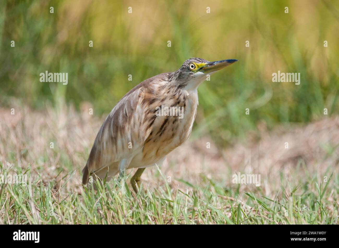 side view, squacco heron, Ardeola ralloides, Ebro Delta, catalonia ...