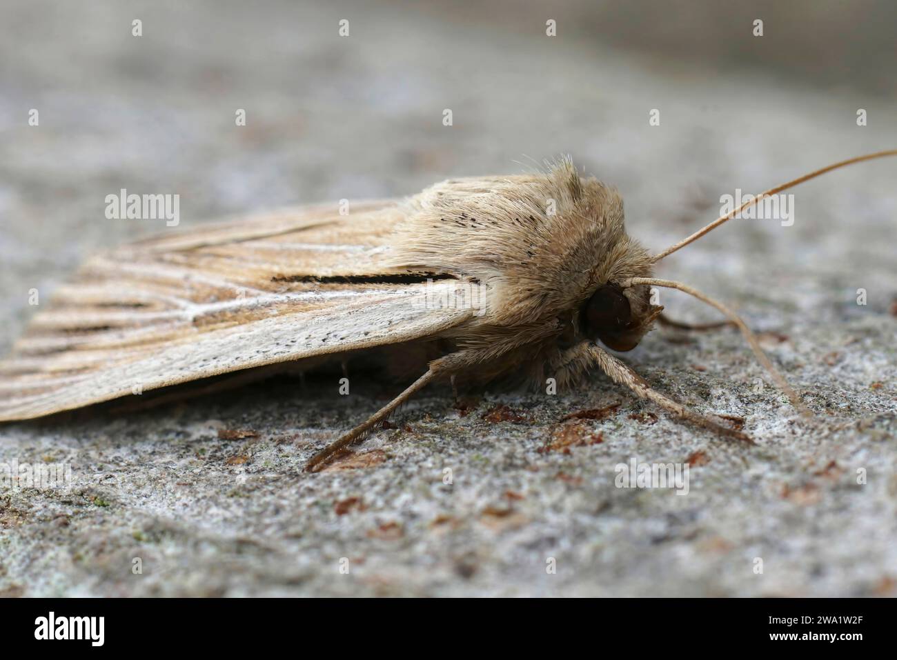 Detailed closeup on a fresh emerged shoulder-striped wainscot moth ...