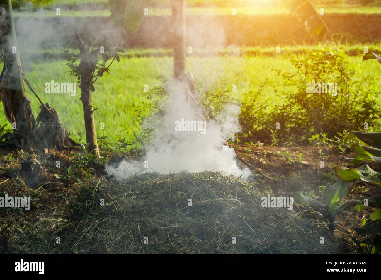 burning wet leaf residue from livestock, burning grass, burning plant ...