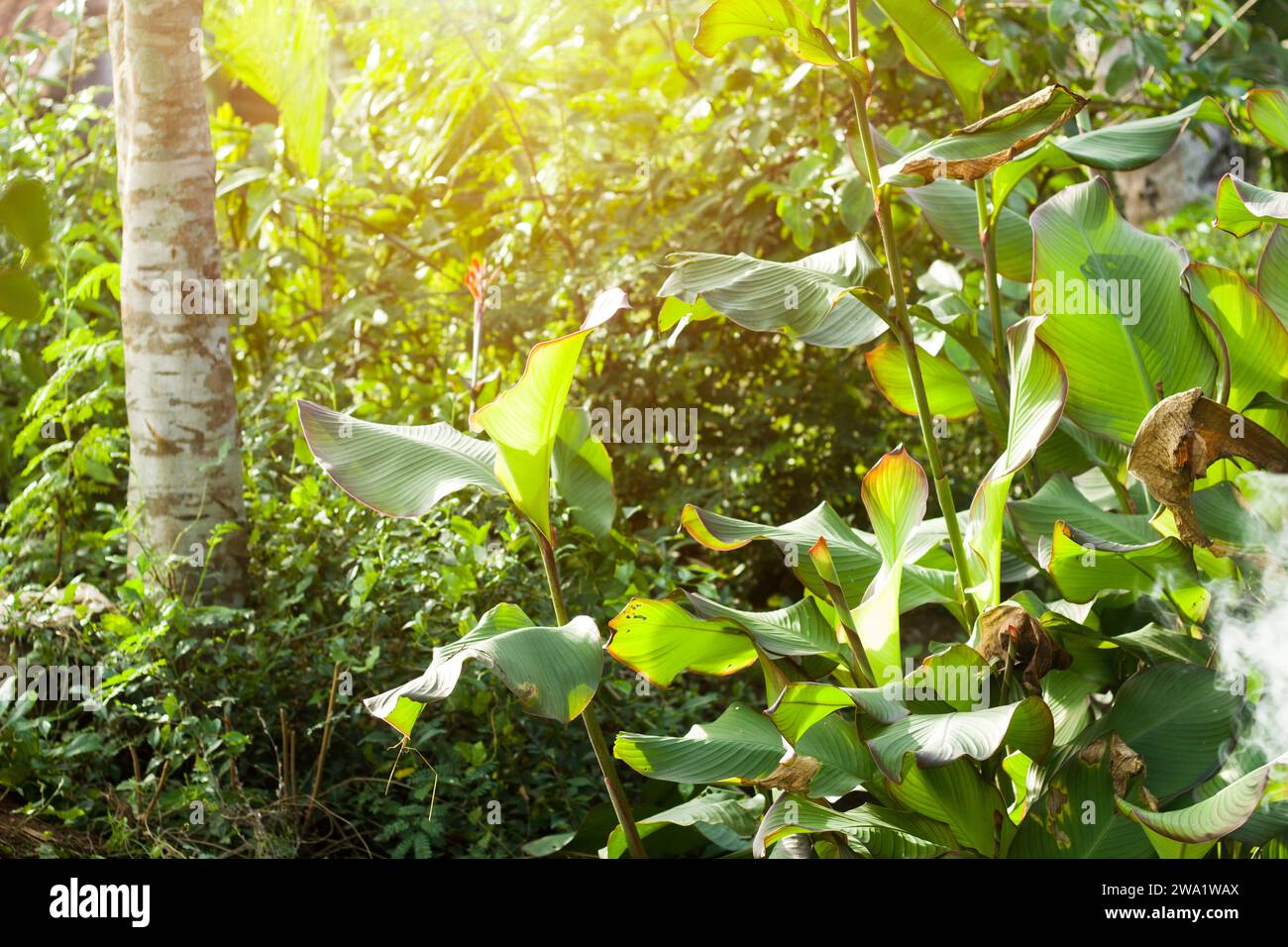 properties of medicinal plants or Canna indica or Buthsarana growing ...