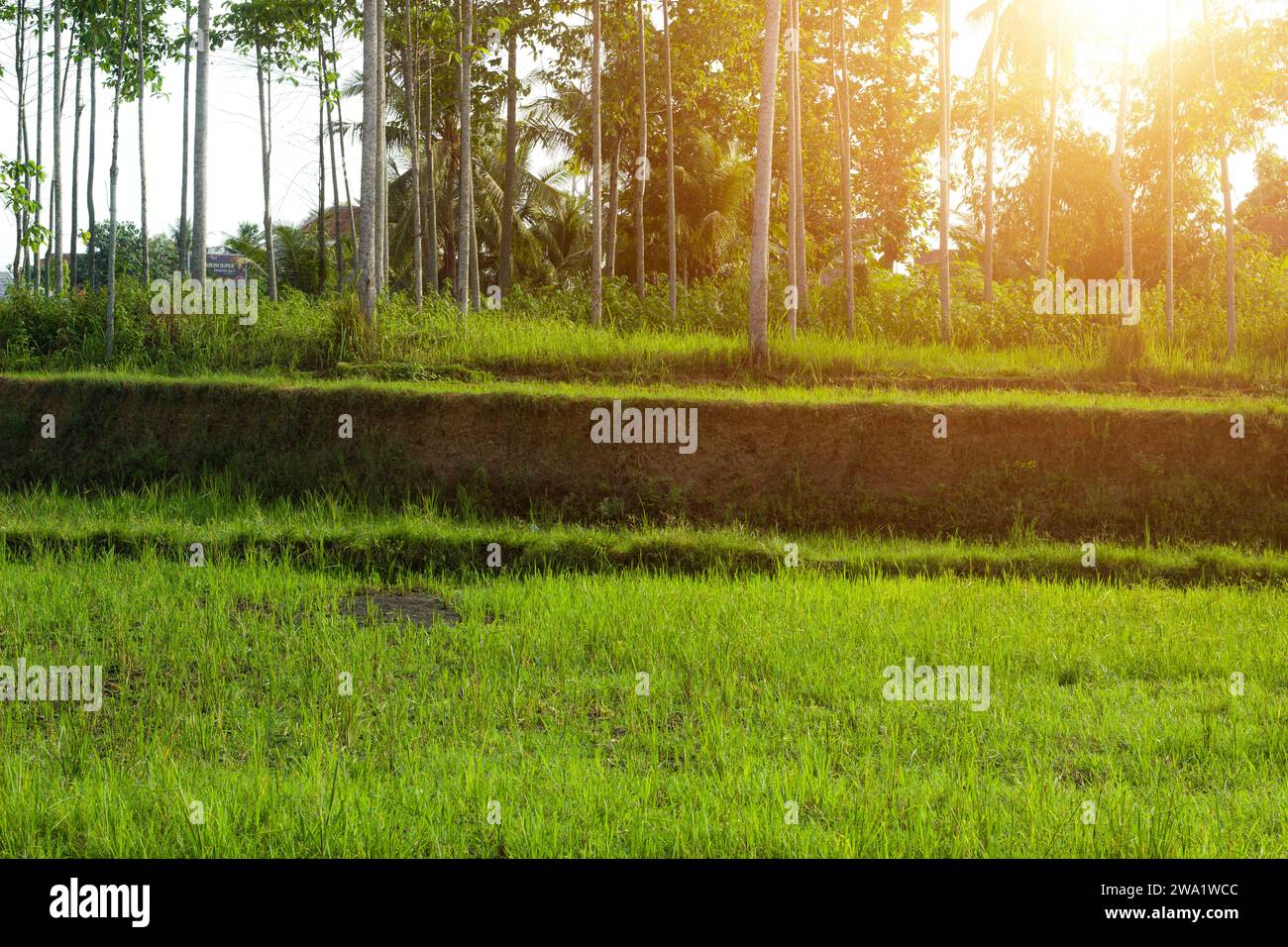 view of wild grass in rice field with optical flare, sun and nature ...