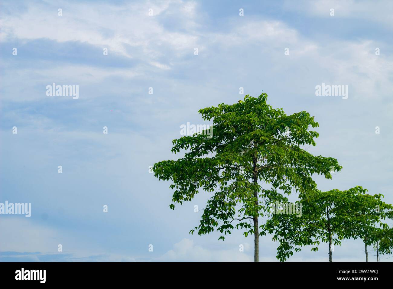 landscape trees negative space sky background Stock Photo - Alamy