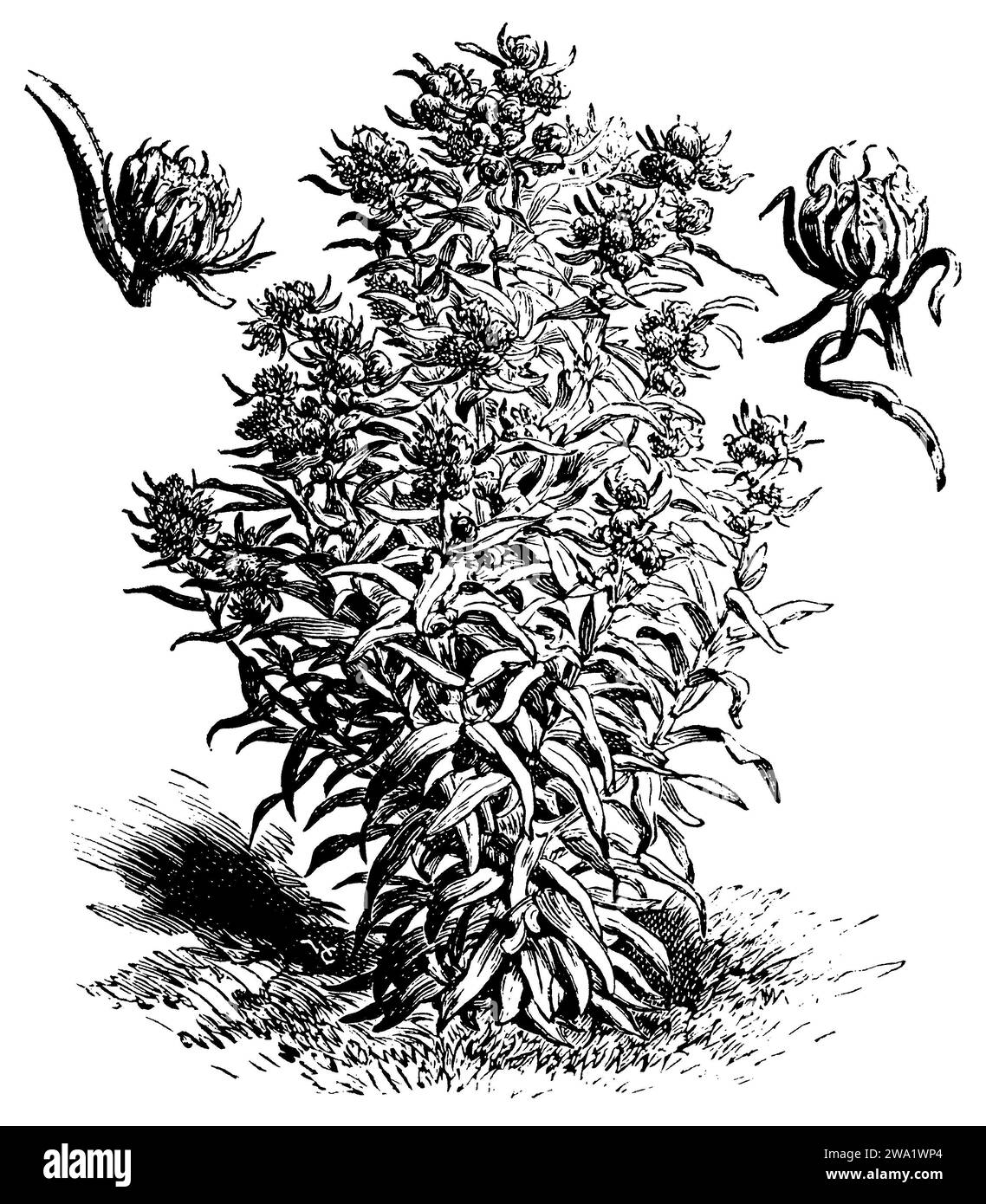 Sativa pattern Black and White Stock Photos & Images - Alamy