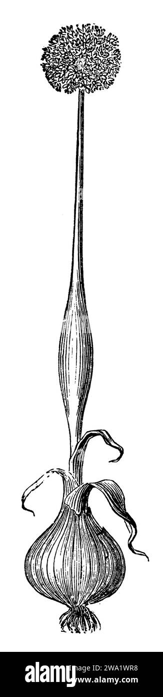 Allium cepa drawing hi-res stock photography and images - Alamy