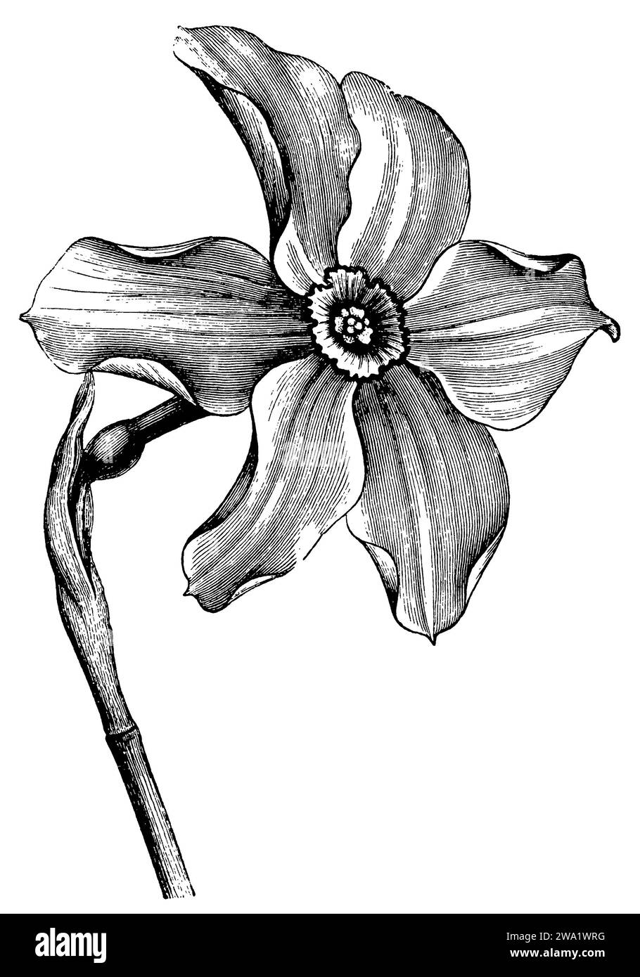 Botanische illustration narzisse hi-res stock photography and images ...