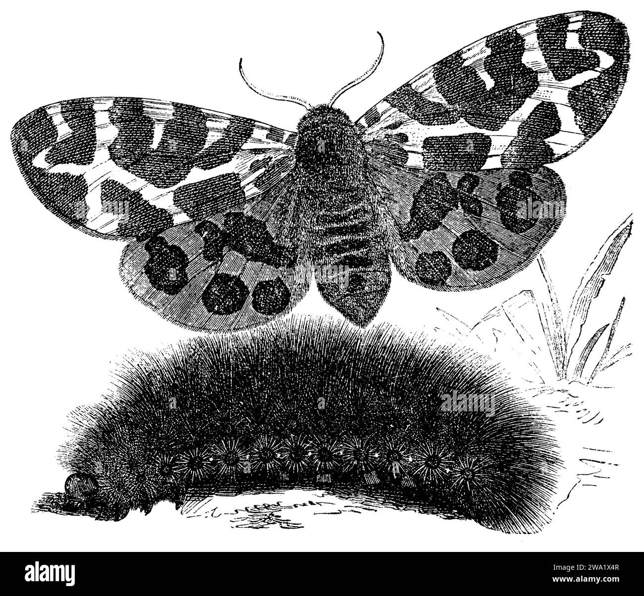 garden tiger, with caterpillar, Arctia caja, (zoology book, 1872 ...