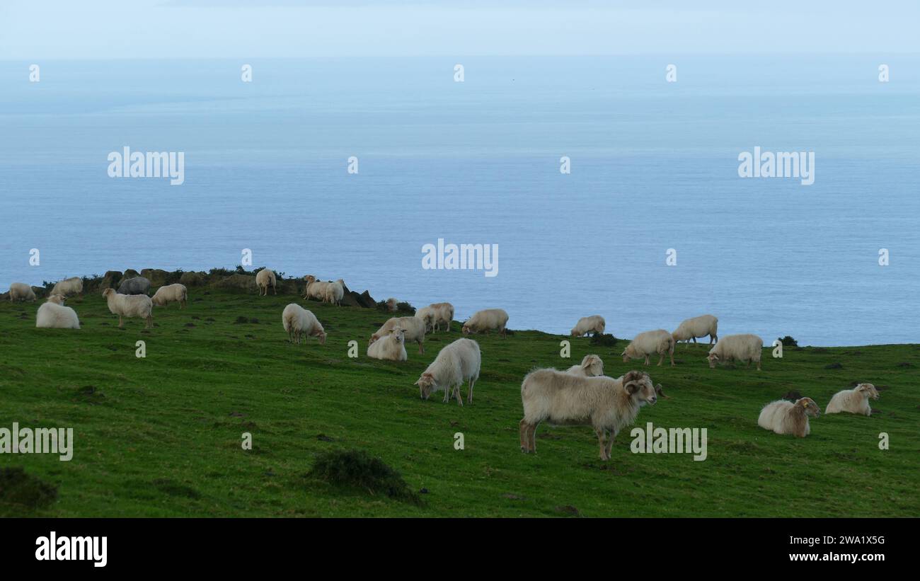 Flock of sheep grazing and resting on the top of a mountain on the sea ...