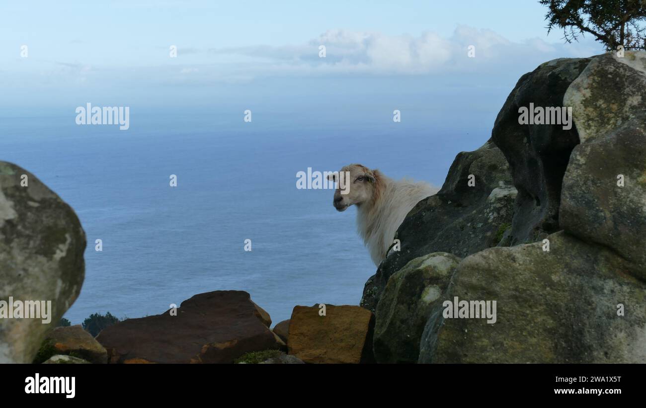 Sheep observing on top of a mountain by the sea shore Stock Photo - Alamy