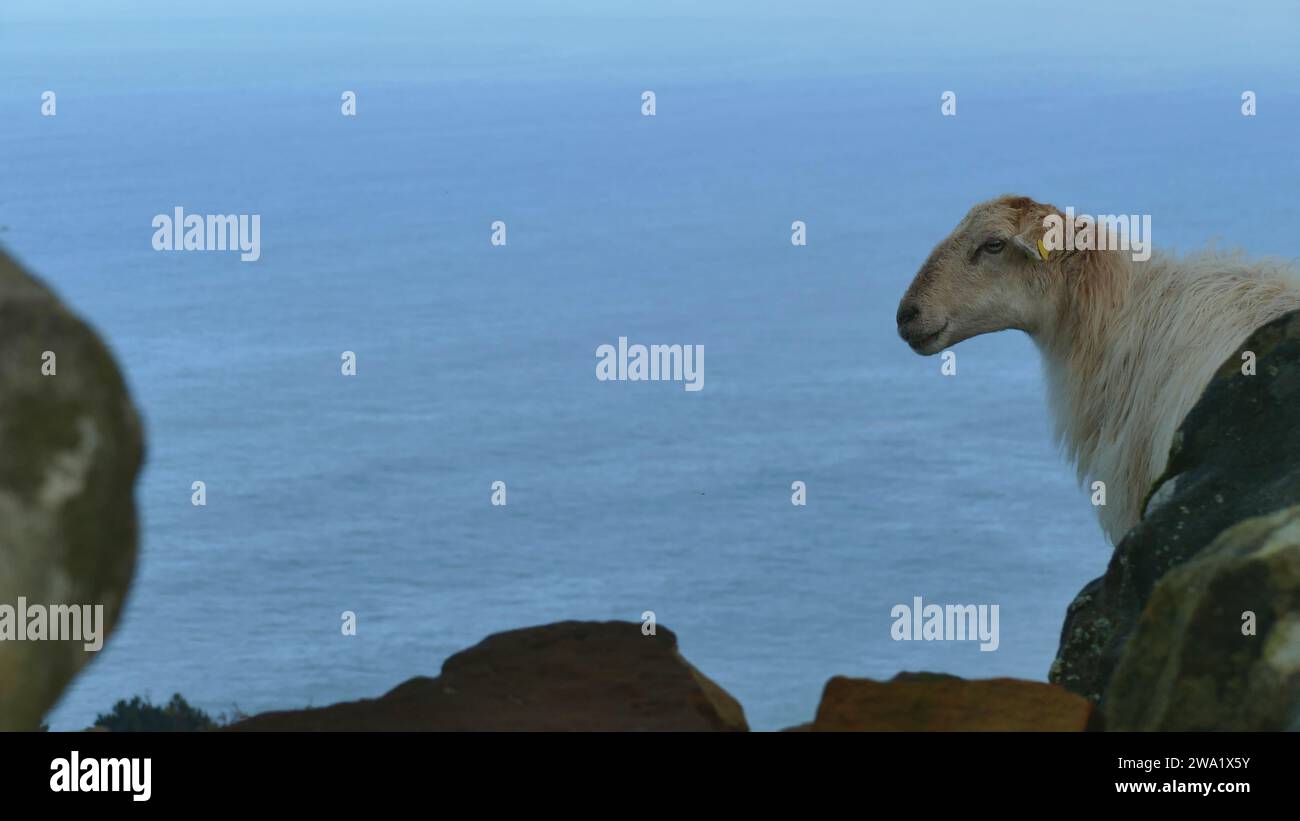 Sheep observing on top of a mountain by the sea shore Stock Photo - Alamy
