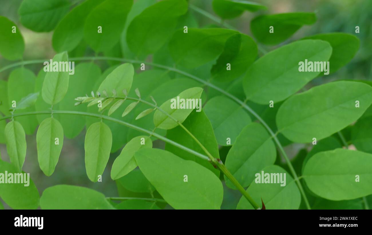 Rounded bush hi-res stock photography and images - Alamy