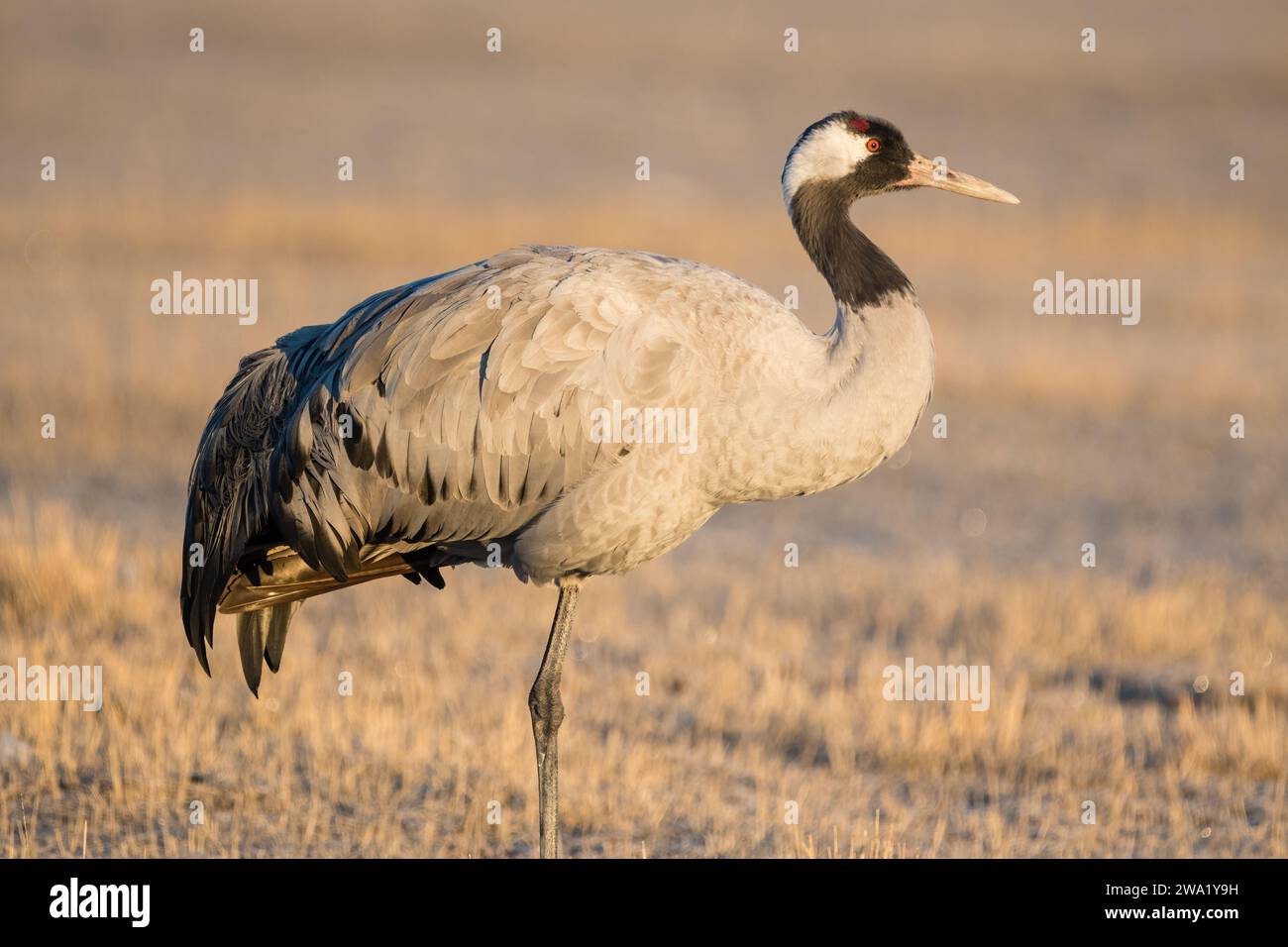 common crane at sunrise, Grus grus, Gallocanta Lagoon, Aragon, Spain ...