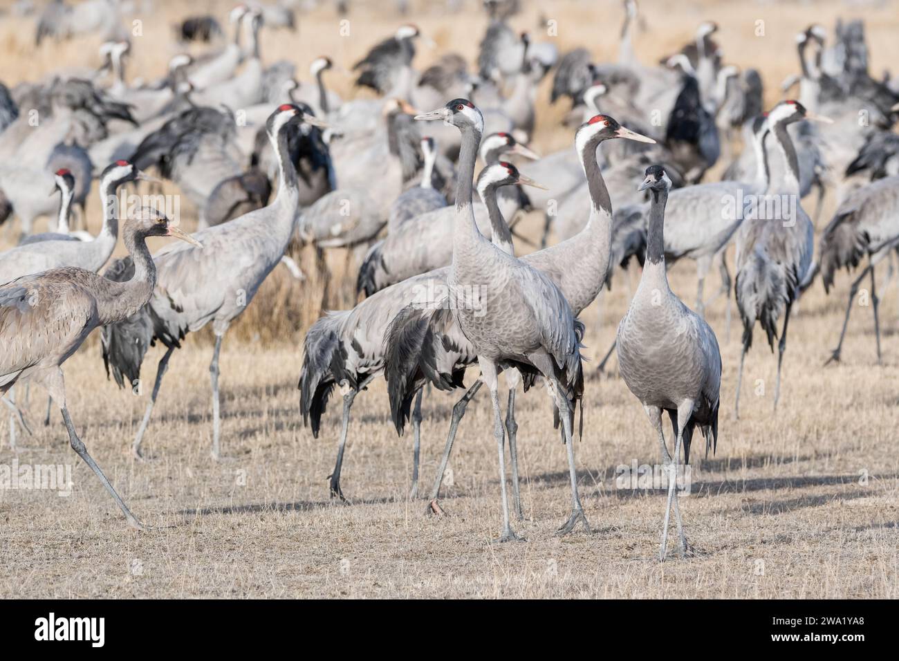 Common crane grus grus group hi-res stock photography and images - Alamy