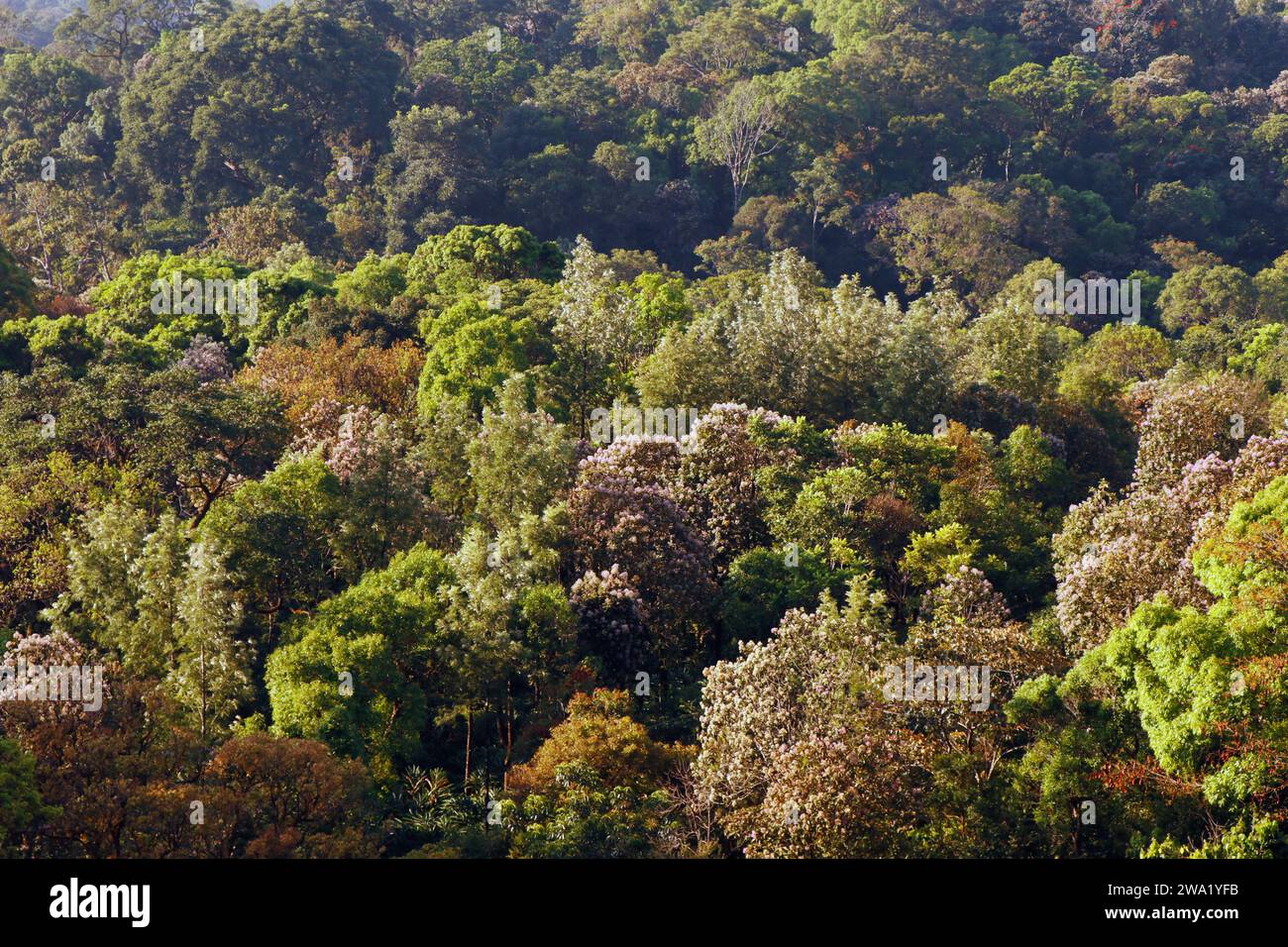 Rainforest conservation in kerala hi-res stock photography and images ...