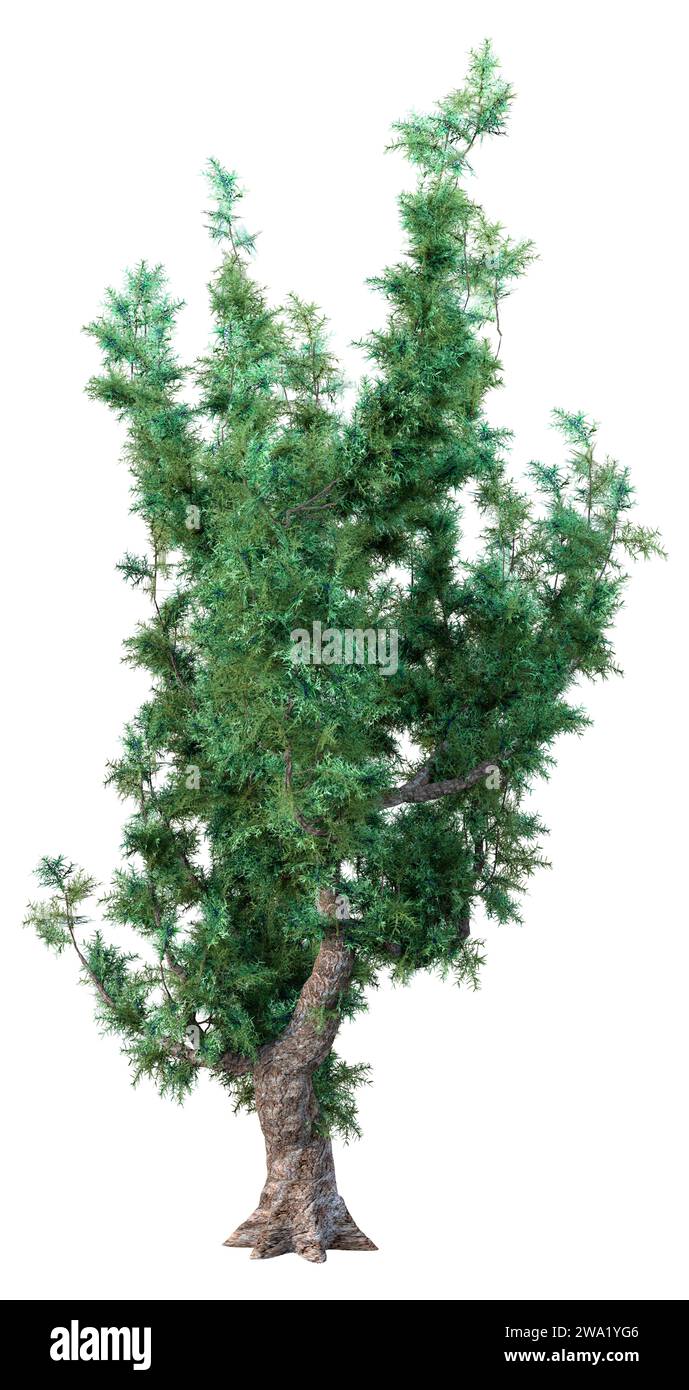 3D rendering of a mediterranean juniper tree isolated on white ...