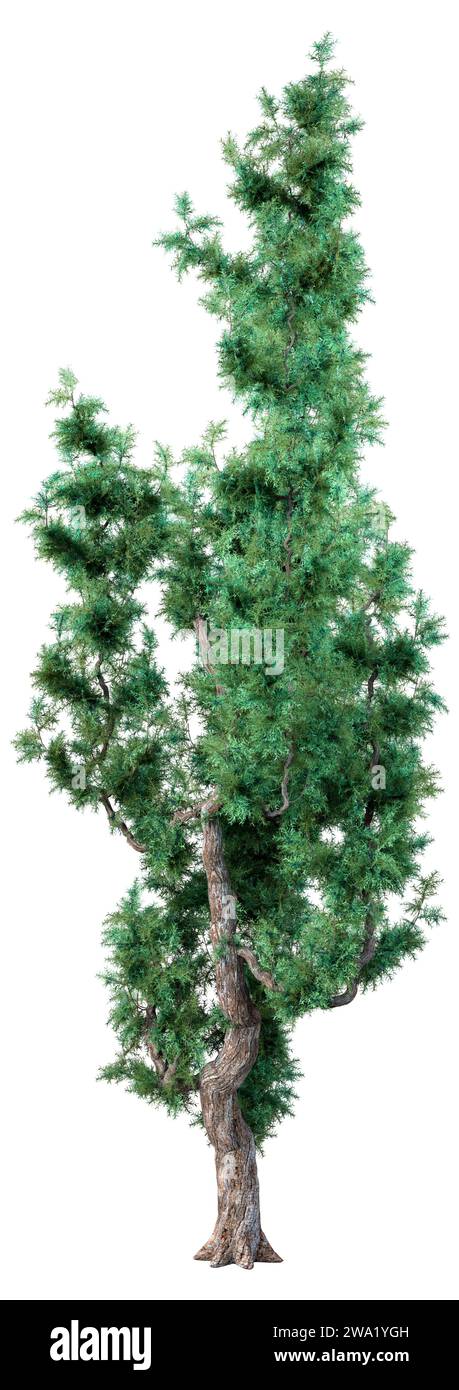 3D rendering of a mediterranean juniper tree isolated on white ...