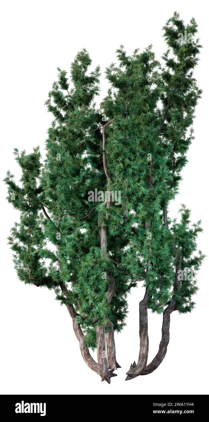 3D rendering of a mediterranean juniper tree isolated on white ...