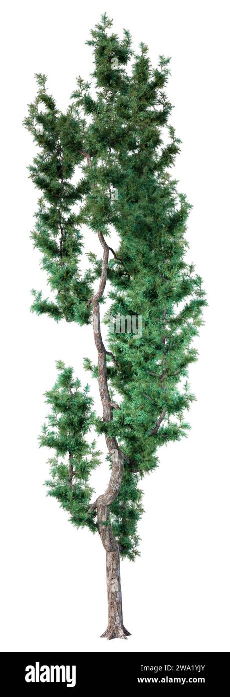 3D rendering of a mediterranean juniper isolated on white background ...