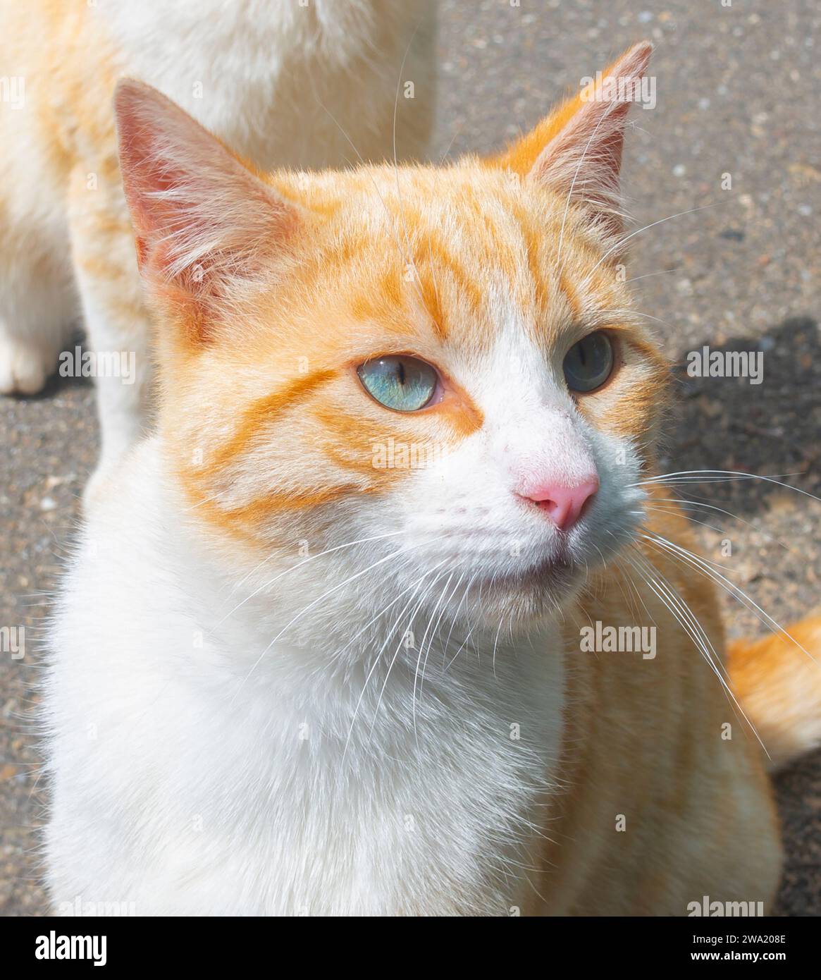 Close up white tabby cat hi-res stock photography and images - Alamy