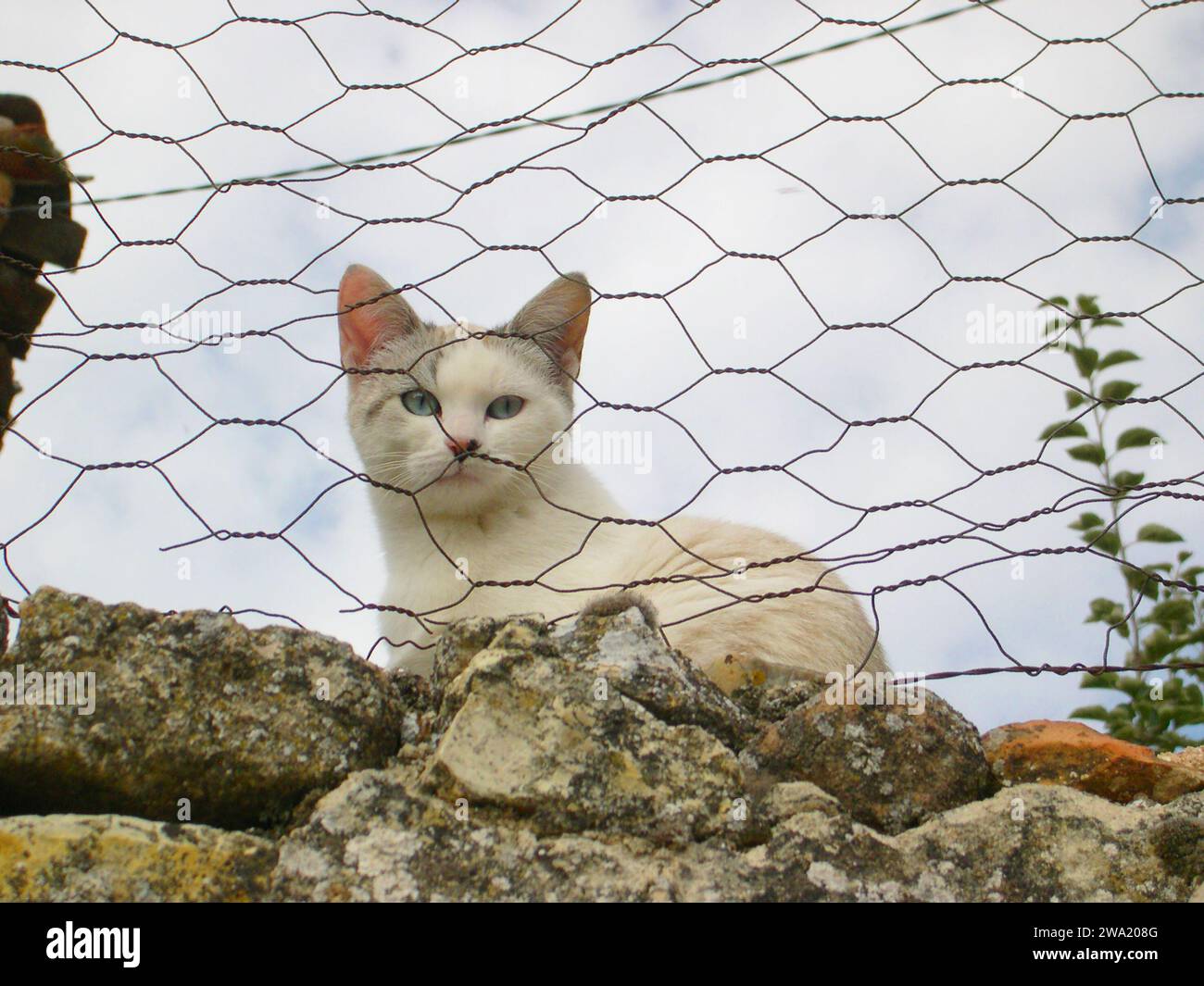 Kitten behind a wire gauze Stock Photo - Alamy