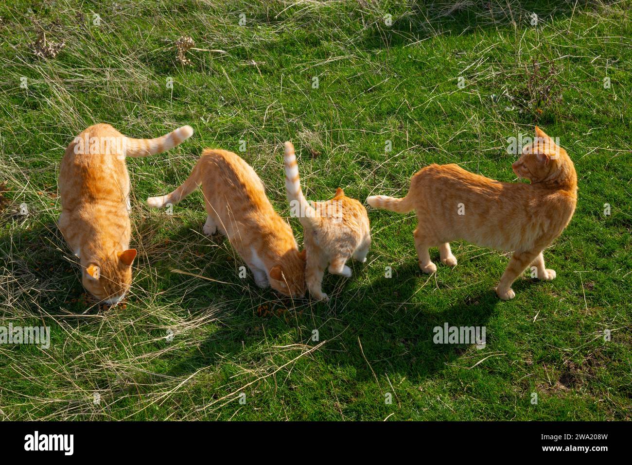 Four orange tabby cats in the countryside Stock Photo - Alamy