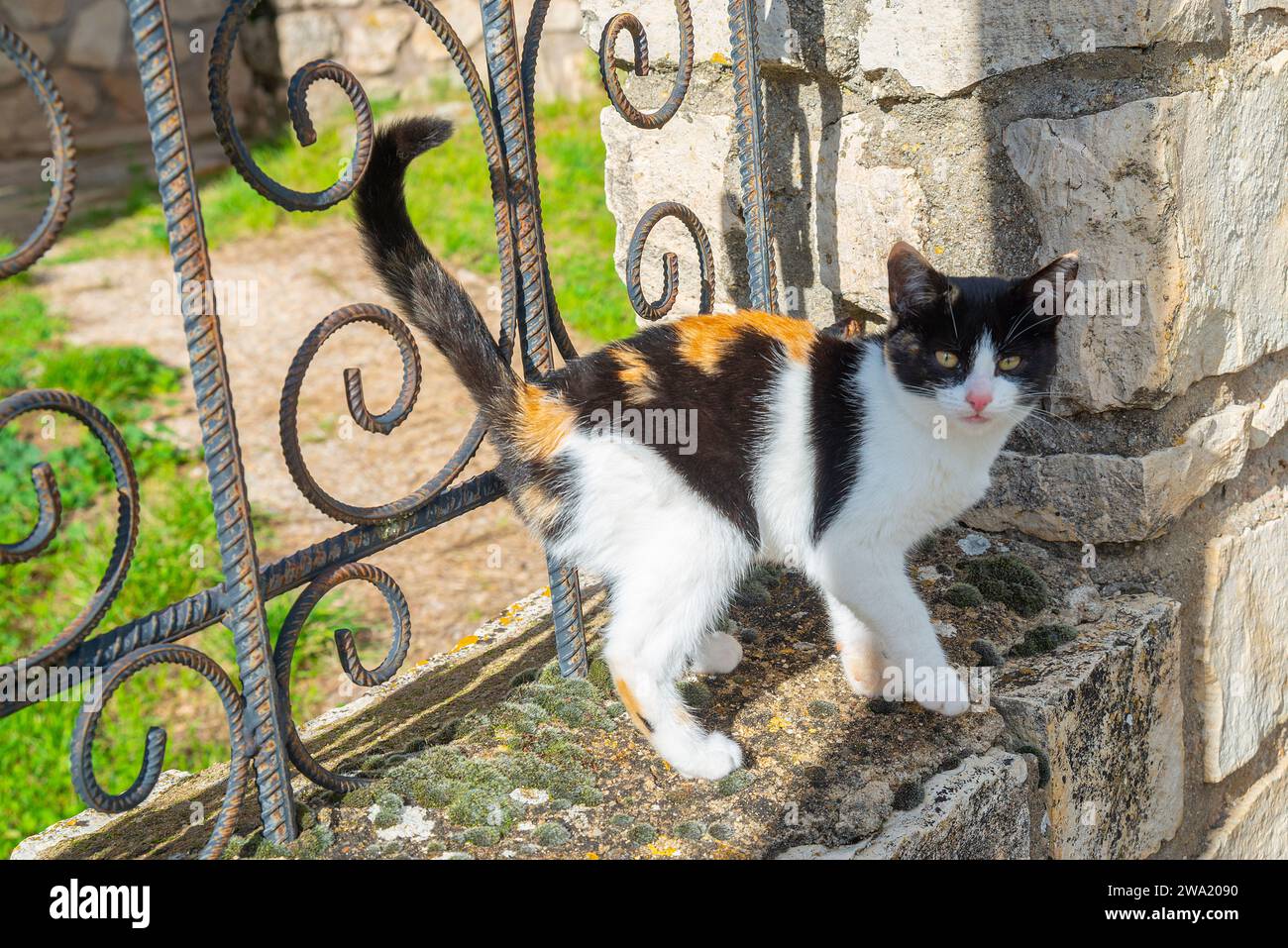 Tiny calico hi-res stock photography and images - Alamy