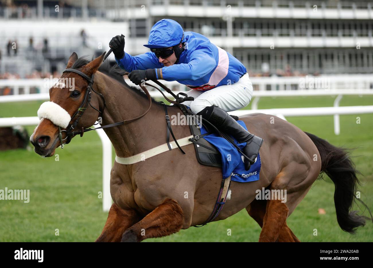 Libberty hunter horse hi-res stock photography and images - Alamy