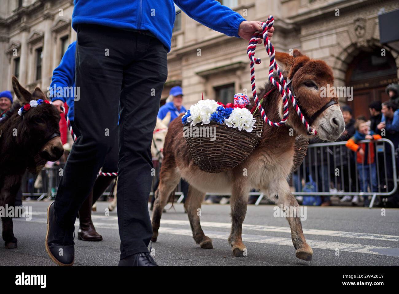 A miniature donkey during the New Year's Day Parade in London. Picture ...