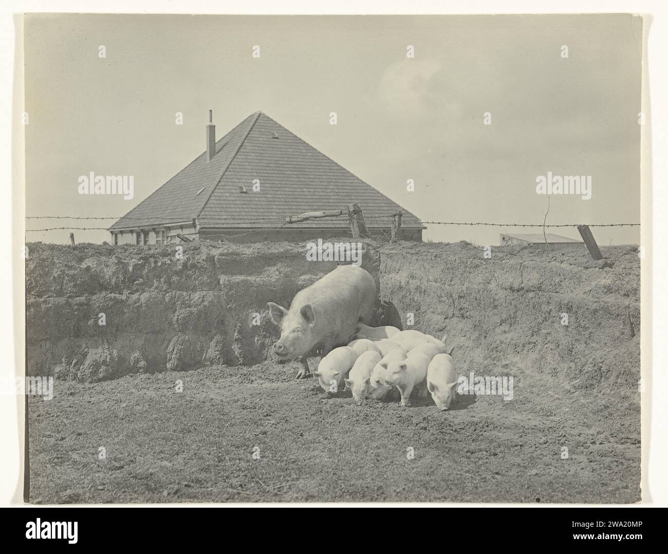 Pig with piglets on Texel, c. 1900 - c. 1930 photograph Netherlands ...