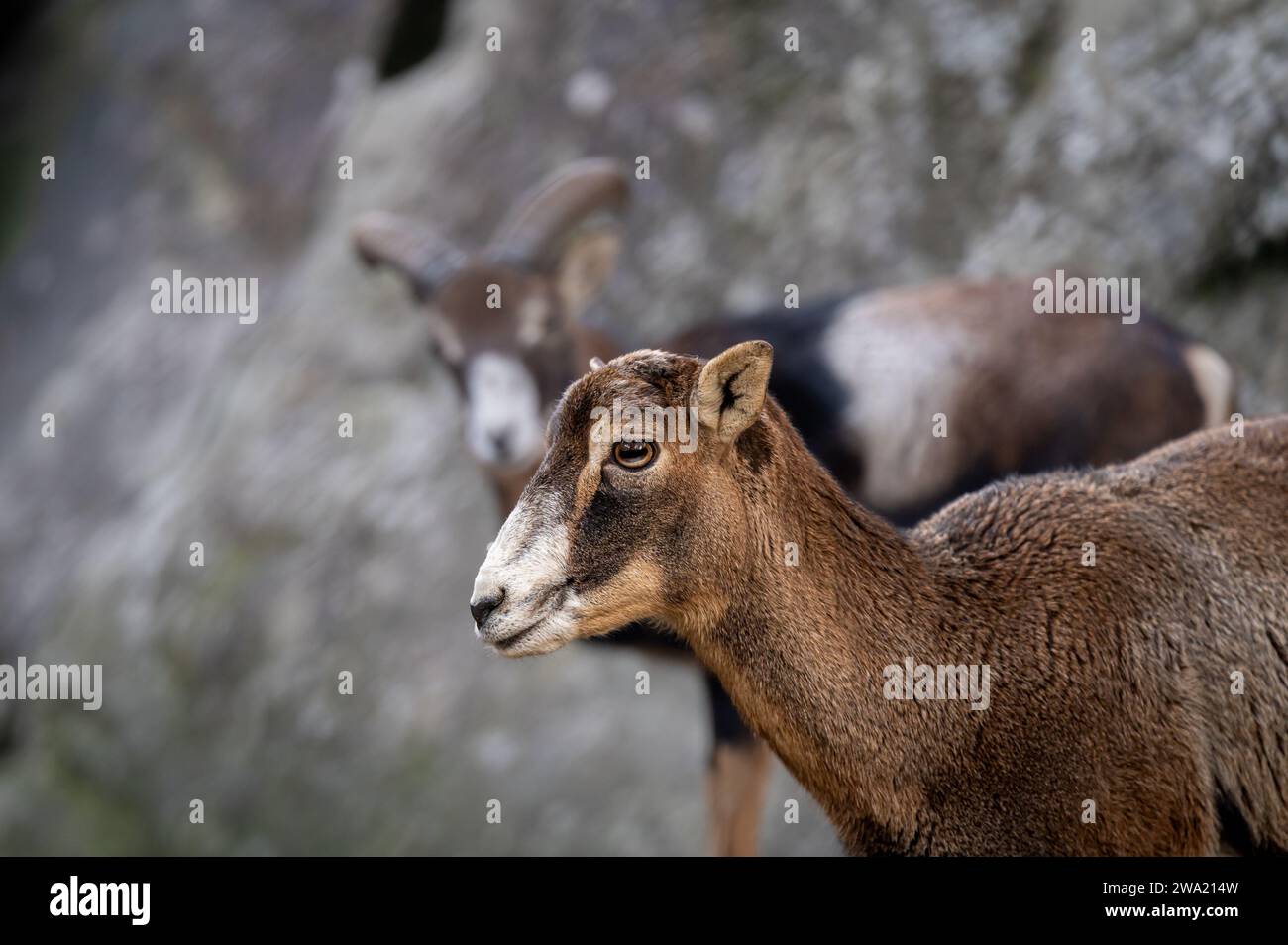 Mouflon sheep hi-res stock photography and images - Alamy