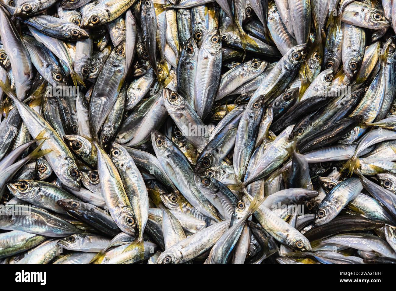 Raw fish on display in market. Pile of sea fishes for sell. Seaside ...