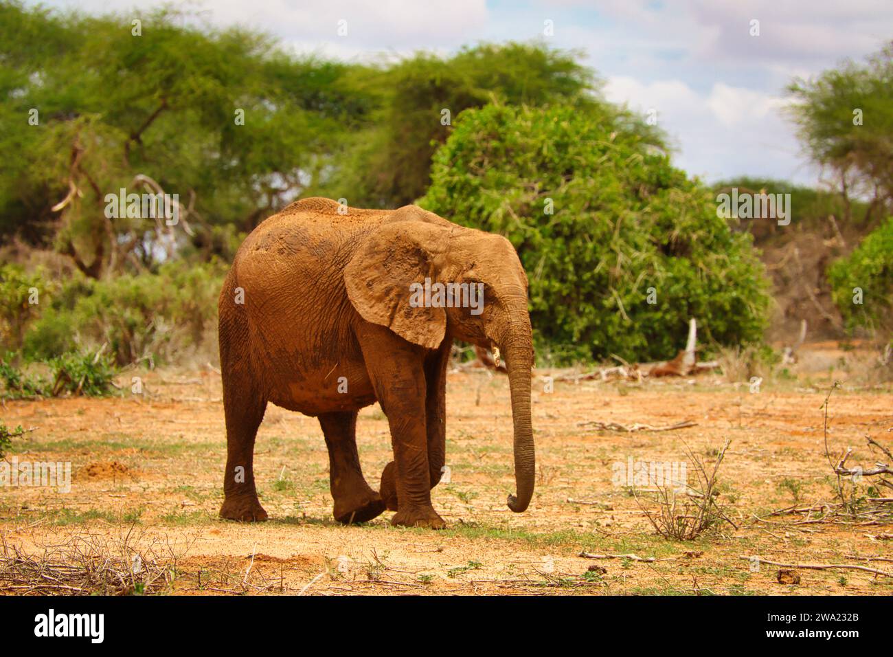 Elephants in the Tsavo East and Tsavo West National Park in Kenya Stock ...