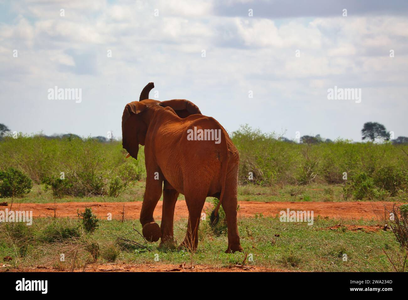 Elephants in the Tsavo East and Tsavo West National Park in Kenya Stock ...